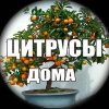 Иконка канала Цитрусы дома