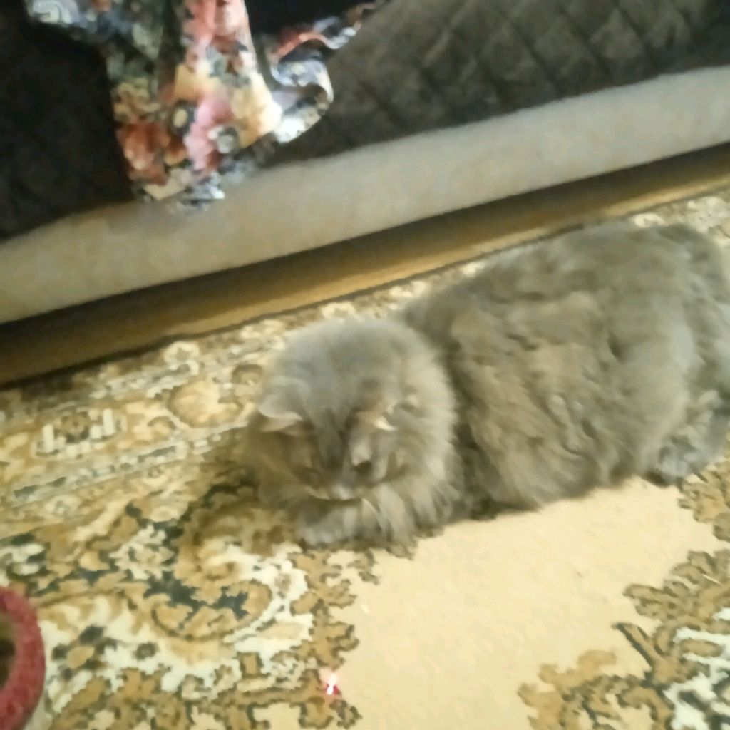 Иконка канала Реид