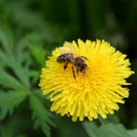 Иконка канала ВЕРА