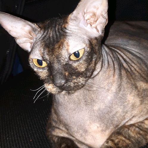 Иконка канала МАРУСЯ ПЕЛЬМЕШИК