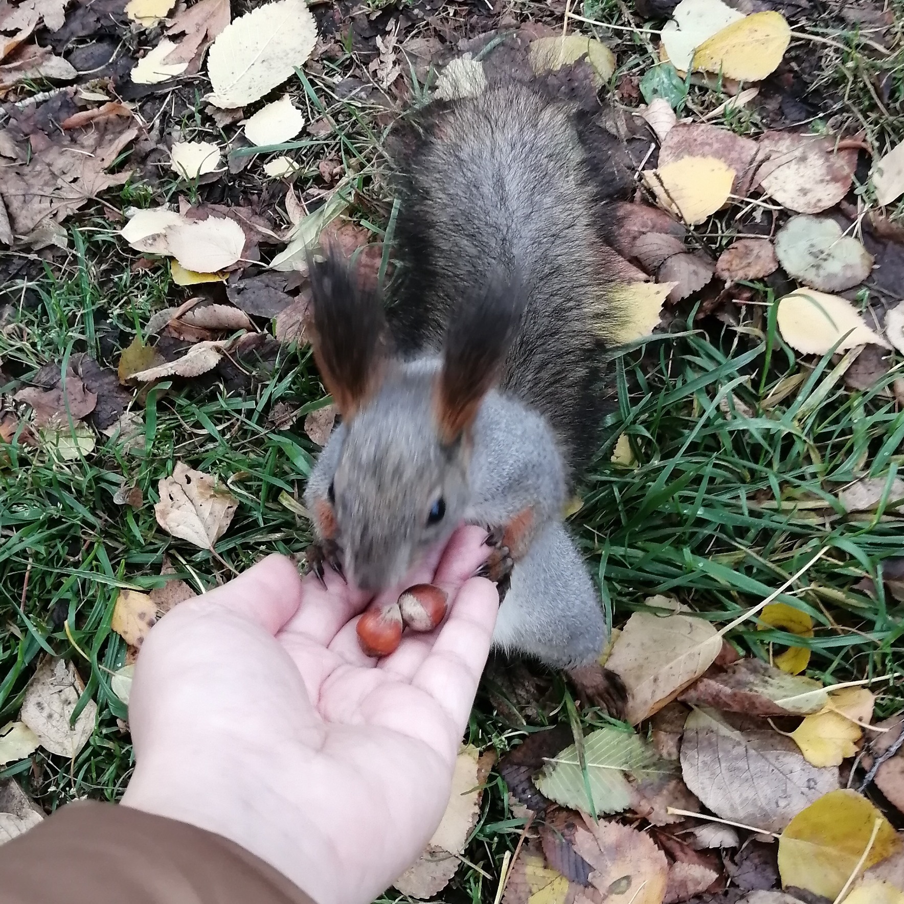 Иконка канала Opex