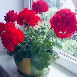 Иконка канала ХОЗЯЙКА