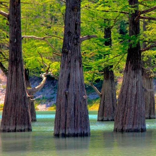 Иконка канала Traland