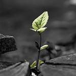 Иконка канала BOKRIS