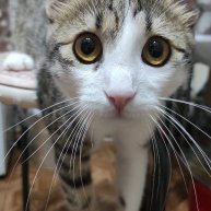 Иконка канала Пушок Рулит Настолками