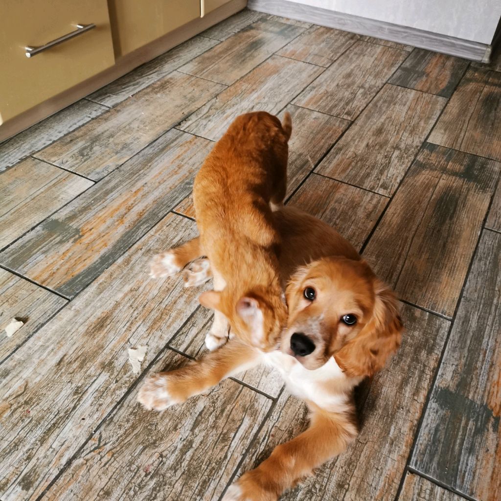 Иконка канала БУДНИ ЛИСЫ И ЛЕВЫ