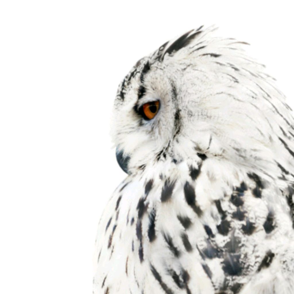 Иконка канала SOVA