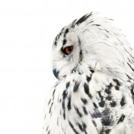 Иконка канала SOVA