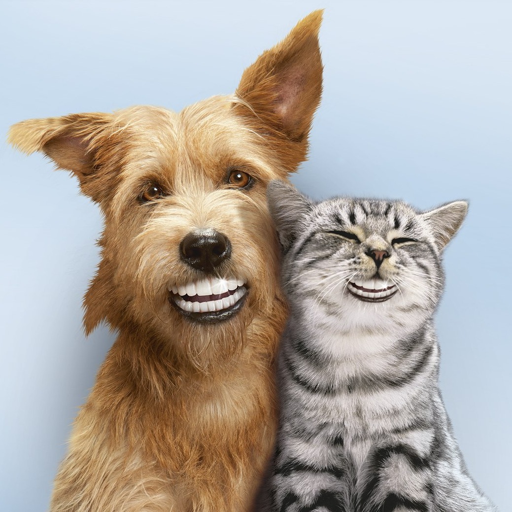 Иконка канала Усы, Лапы и Хвосты