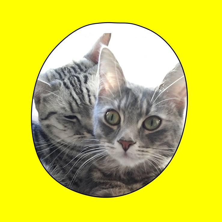 Иконка канала MEOWмяу