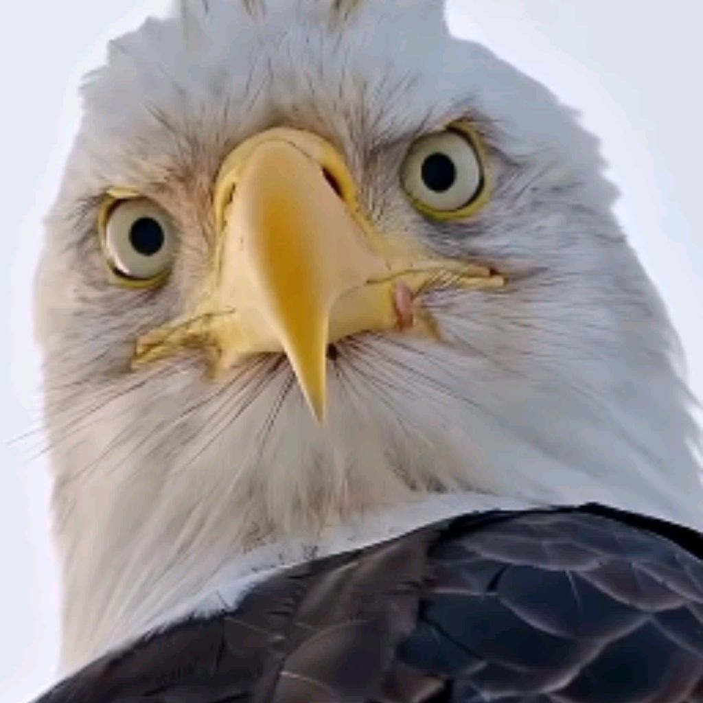 Иконка канала Смотри Делись