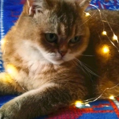 Иконка канала Veronika