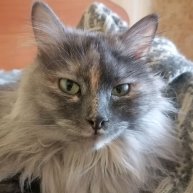 Иконка канала Кошки Серафимы