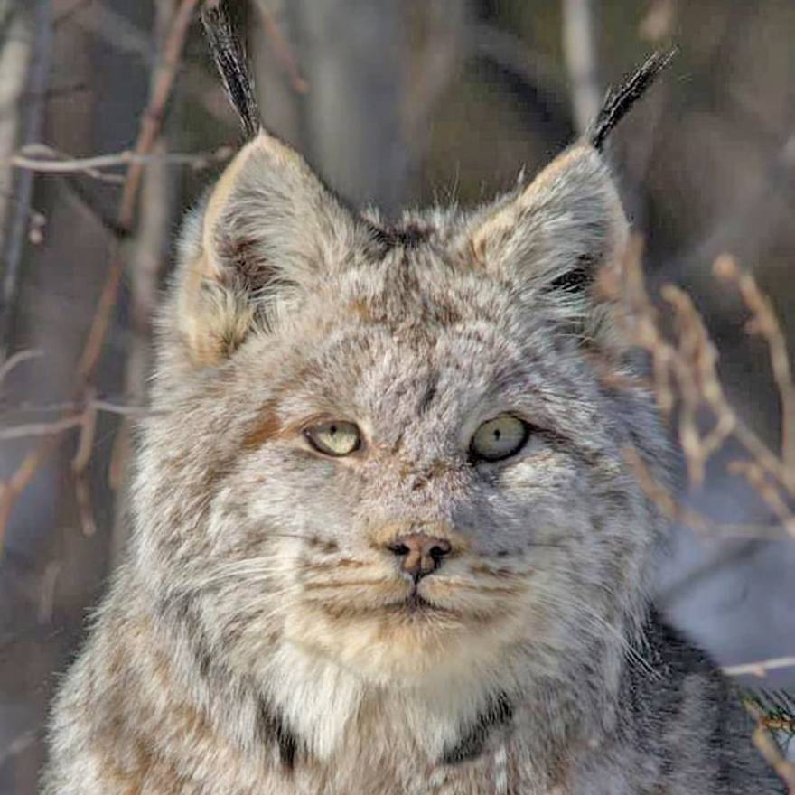 Иконка канала MegaBlast