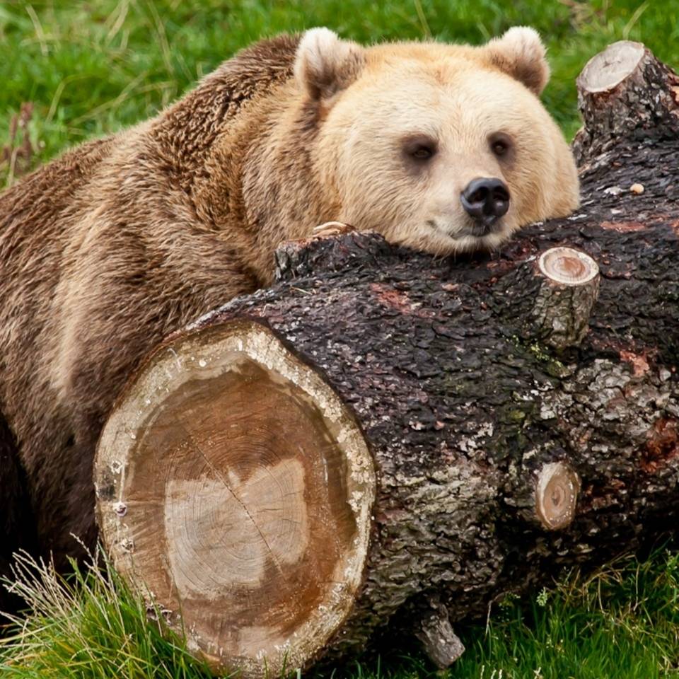 Иконка канала Хромой Романтик Белый Медвежонок