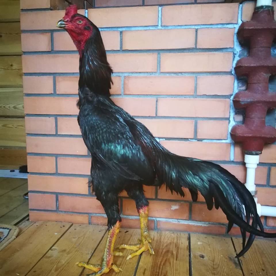 Иконка канала КАЛУГА БОЙЦОВЫЕ 40