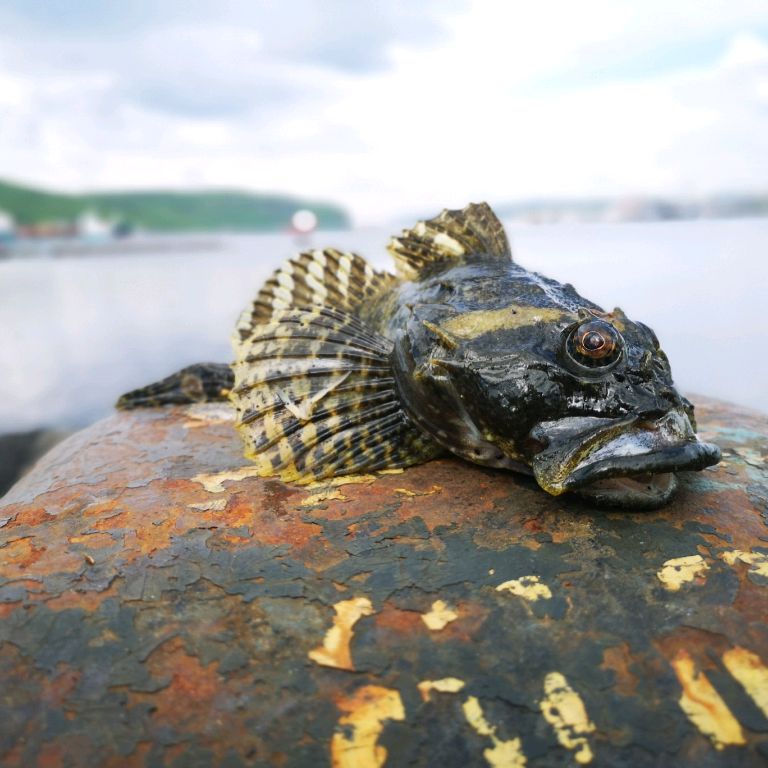 Иконка канала NeroFish-Рыбалка с охотой