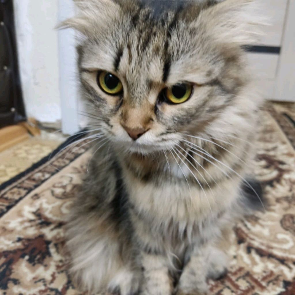 Иконка канала Musya&Lisa