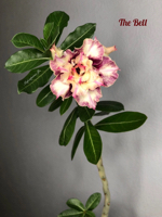 Иконка канала Маргарита Ф.