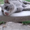 Иконка канала Все Свои