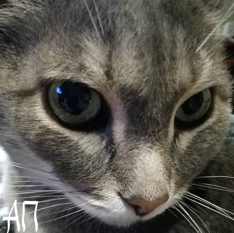 Иконка канала Афанасий Петрович