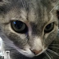 Иконка канала Афанасий Петрович