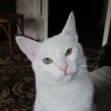 Иконка канала кот Алекс