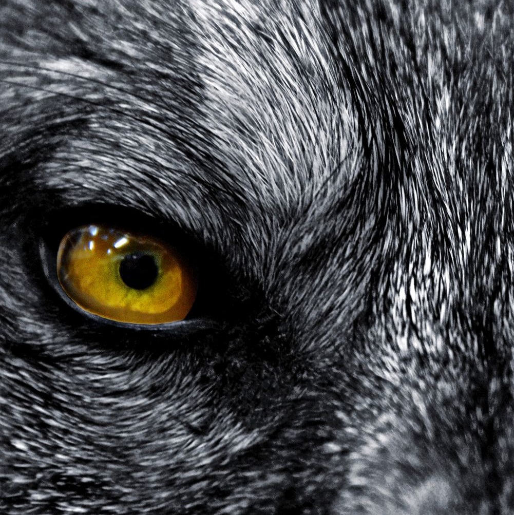 Иконка канала Серый волк норы