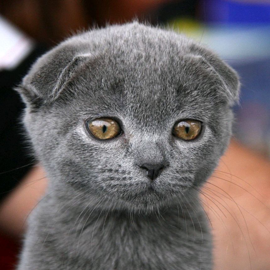 Иконка канала Просто Кот Вова