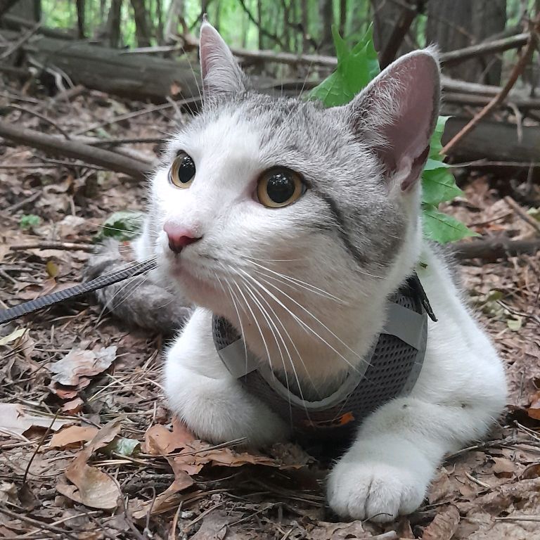 Иконка канала Полосатик и Софья