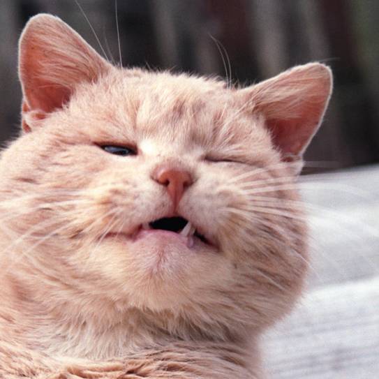 Иконка канала котзилла