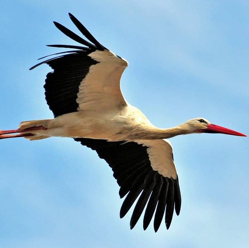 Иконка канала Полесский Партизан