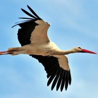 Иконка канала Полесский Партизан