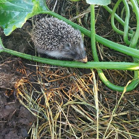 Иконка канала Spinoza27