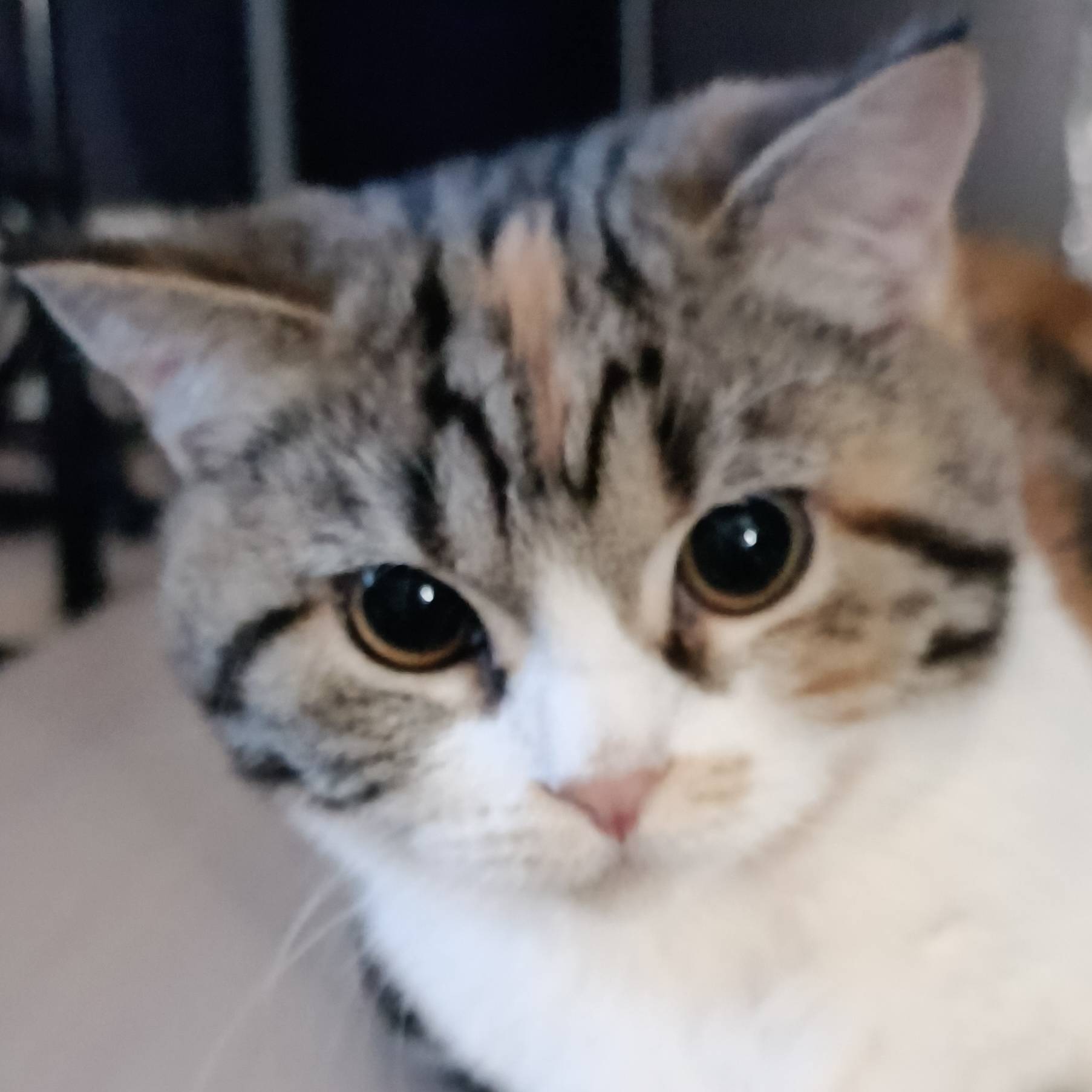 Иконка канала КОТОПЕСЬИ РАДОСТИ