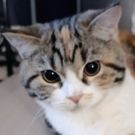 Иконка канала КОТОПЕСЬИ РАДОСТИ