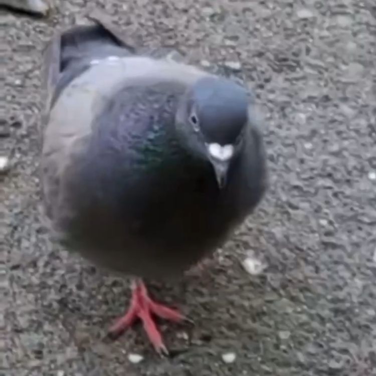 Иконка канала Diavolution karaoke