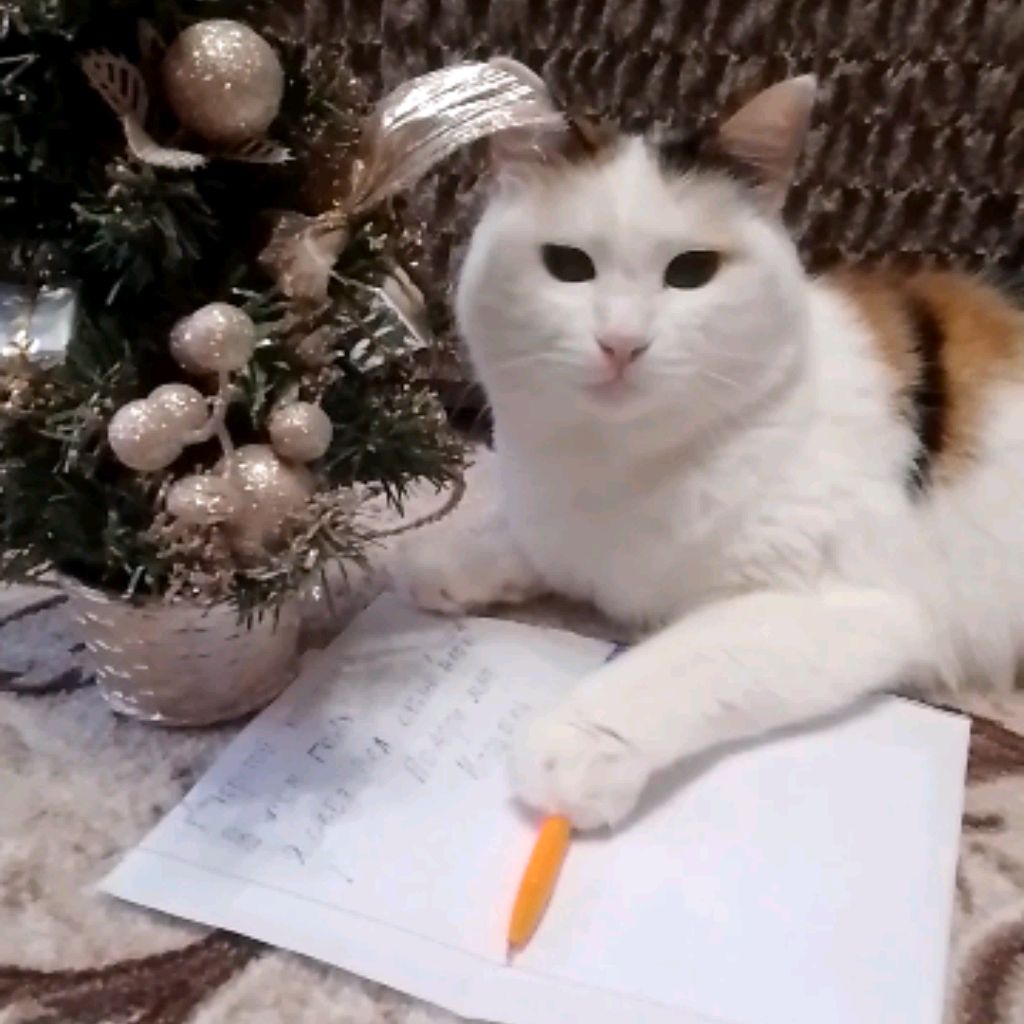 Иконка канала MyFavoriteCats