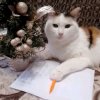 Иконка канала MyFavoriteCats