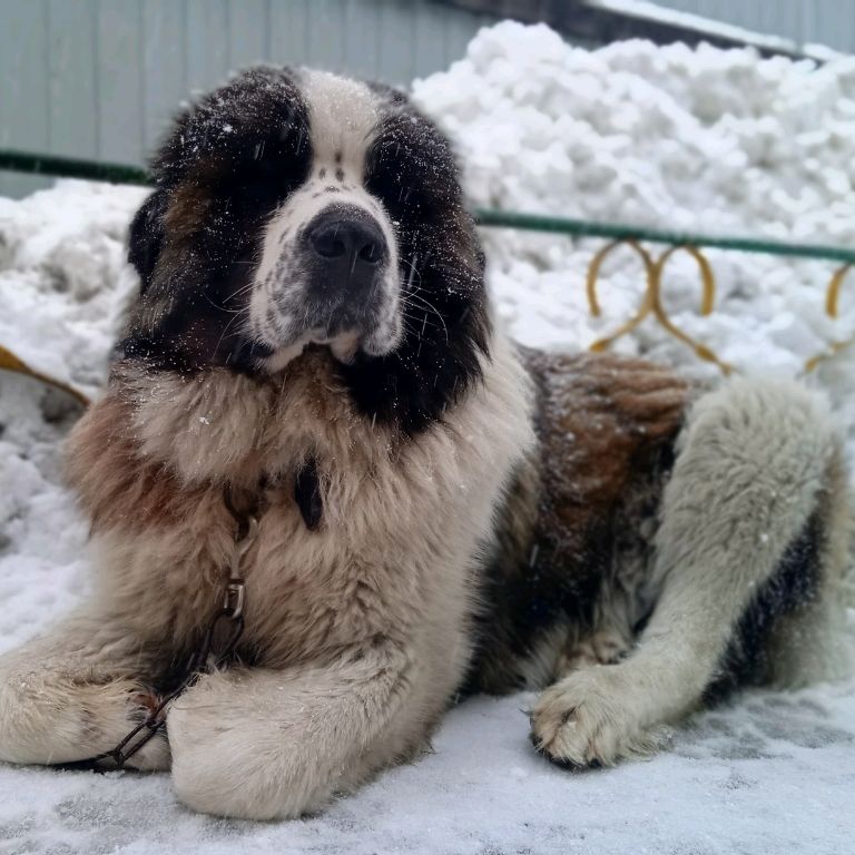 Иконка канала svd