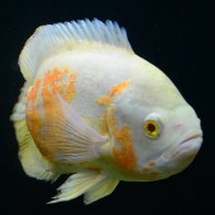 Иконка канала Fish Hobby