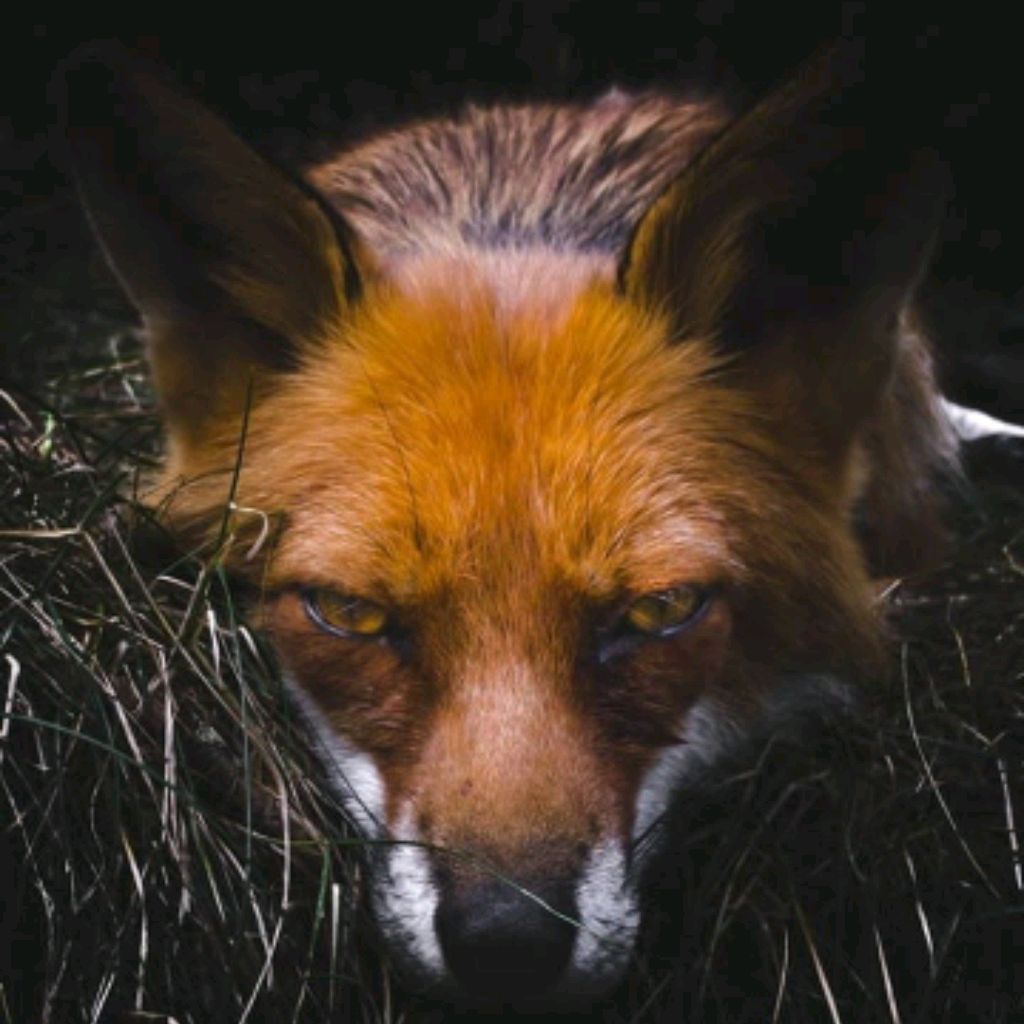 Иконка канала МОРКОВКА