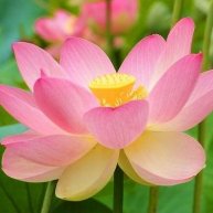 Иконка канала Екатерина Лотос, АТВ.38