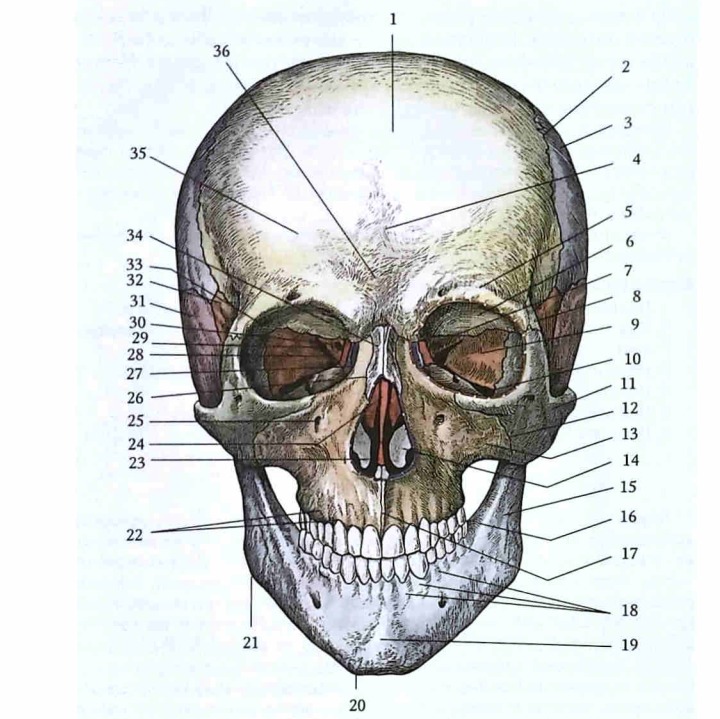 Иконка канала cranium