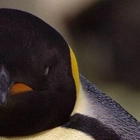 Иконка канала Артем Комаров