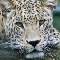 Иконка канала Зоология и животный мир/ Клуб любителей