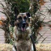 Иконка канала Кошки и собаки