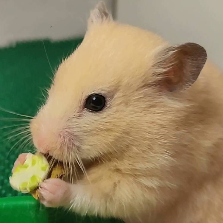 Иконка канала Hamster Quest