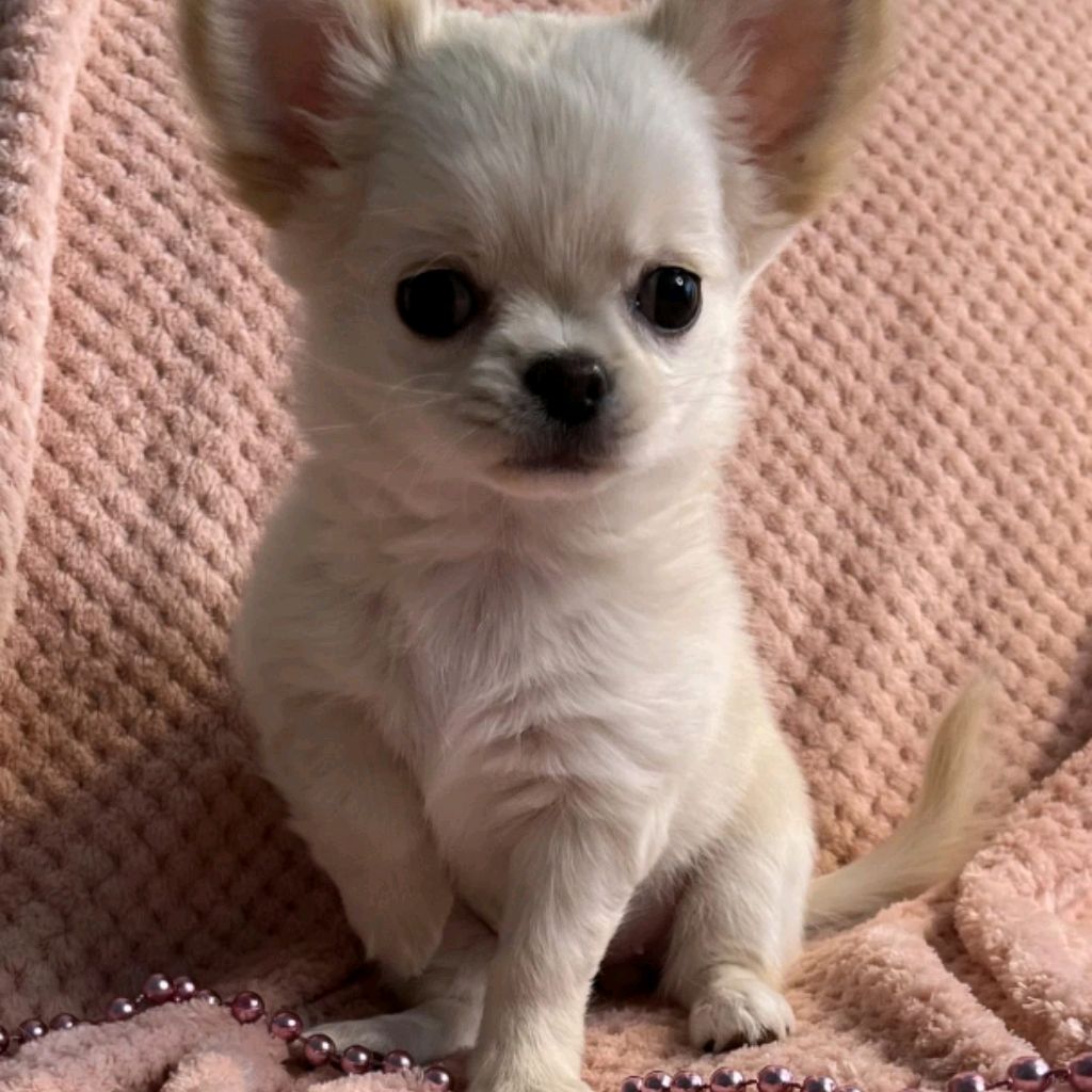 Иконка канала KBS 888