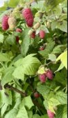 Иконка канала Малиновая ферма IVISIA